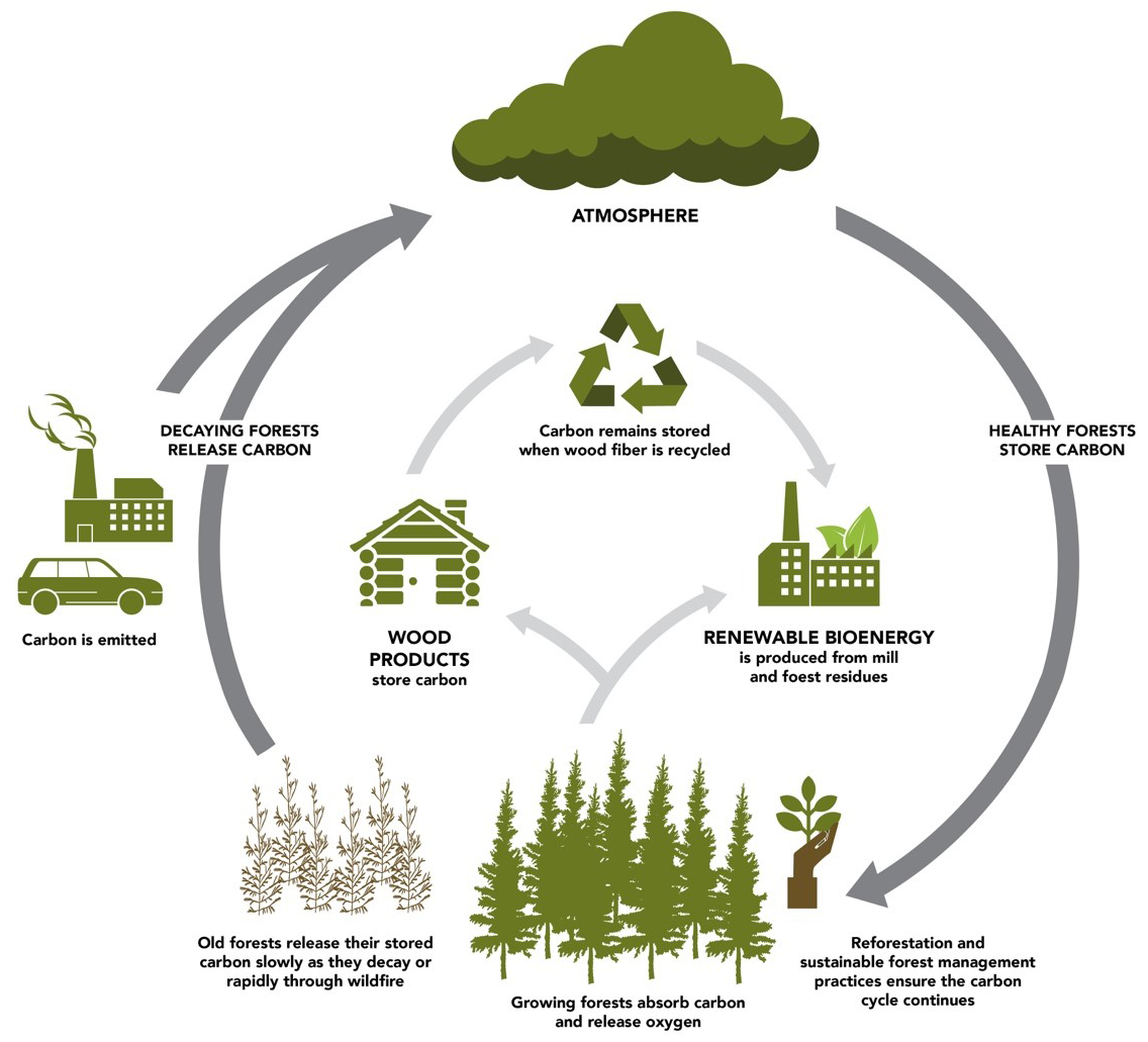 What is Sustainable Forestry? - Parkerville Wood Products